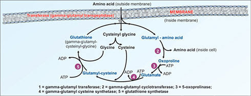 Meister cycle g-glutamyl cycle Mnemonic - Dr Chaitanya Joshi, MD